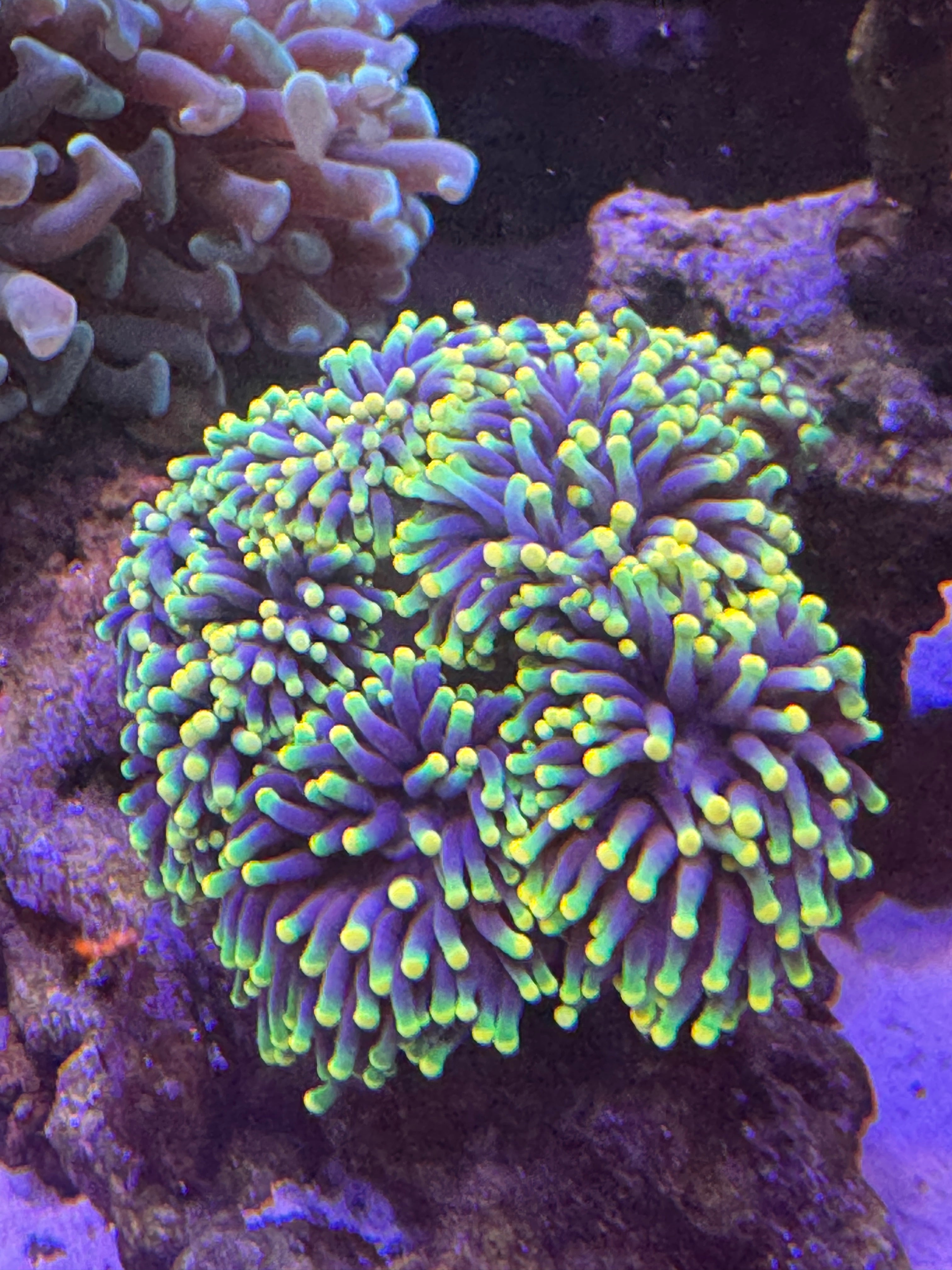 Australian Rasta Torch - 2 Head – The Coral Curator LLC