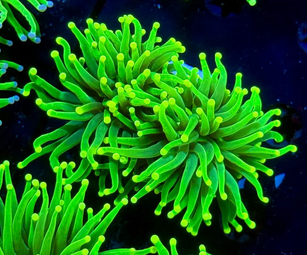 Malaysian Hulk Torch - 2 Heads – The Coral Curator LLC