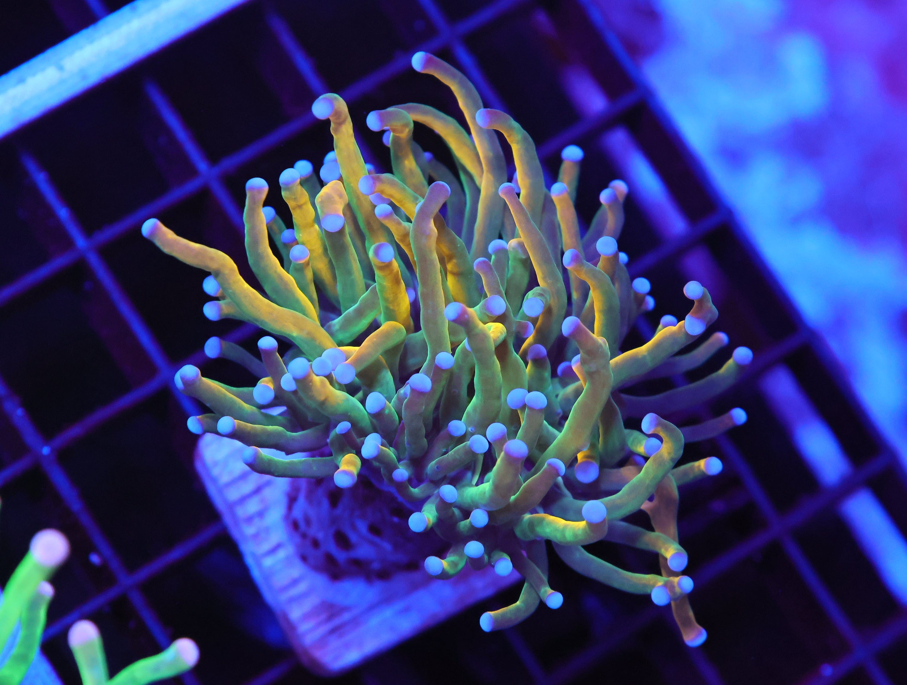 Malaysian Holy Grail Torch Coral - 1 Head – The Coral Curator LLC