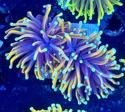 2 Head Indo Black Panther Torch – The Coral Curator LLC